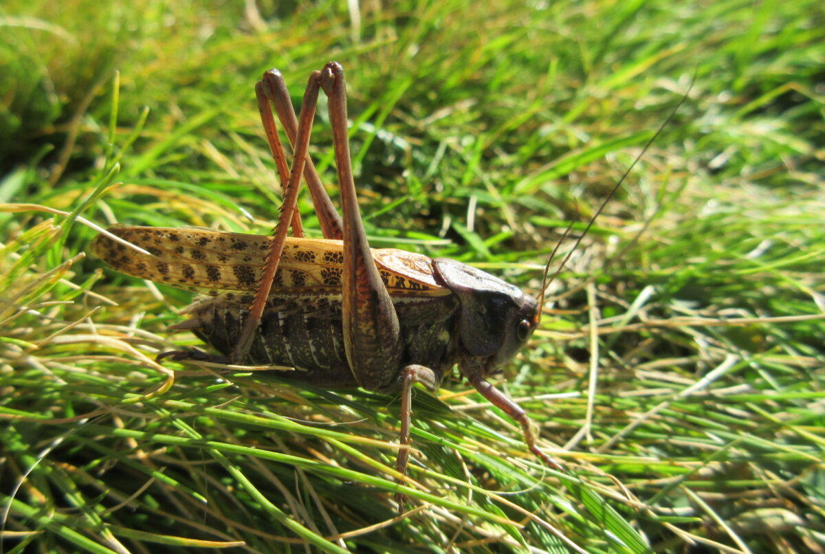 Heuschrecken Arten - LPV Unterallgäu